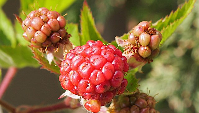 7 Health Benefits Of Boysenberries