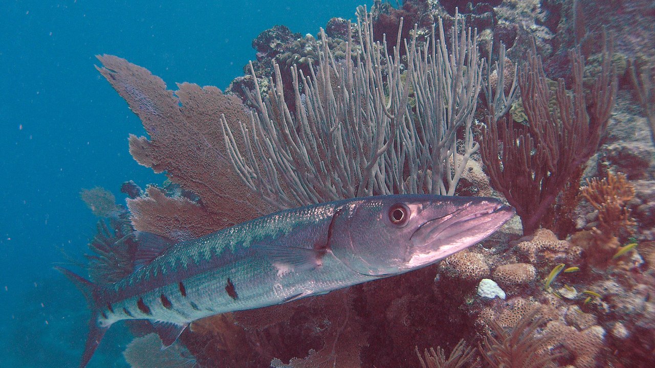 First Aid for Barracuda Bite
