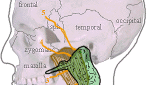 Parotid Gland Needle Biopsy