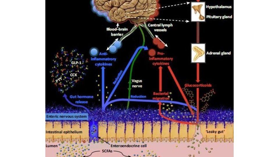 The Current State Of Psychobiotics