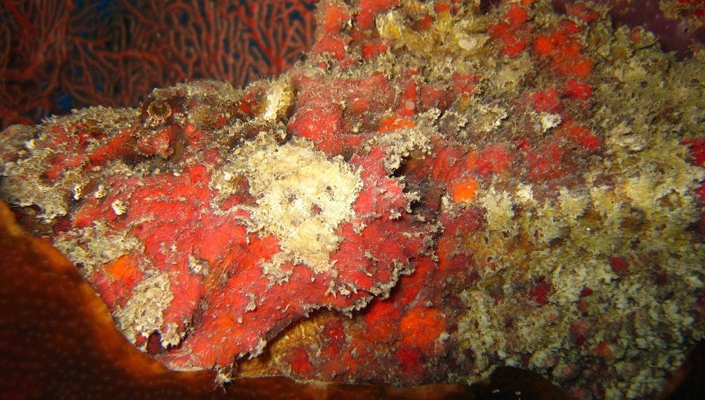 First Aid for Stonefish Sting