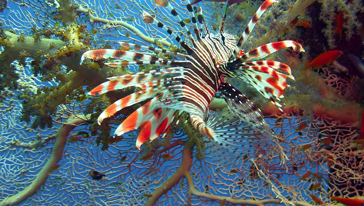 First Aid for Lionfish Sting