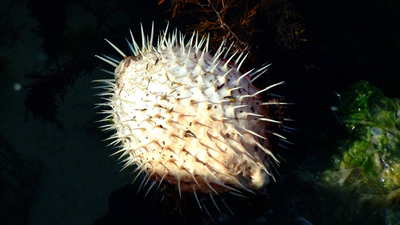 Pufferfish Poisoning