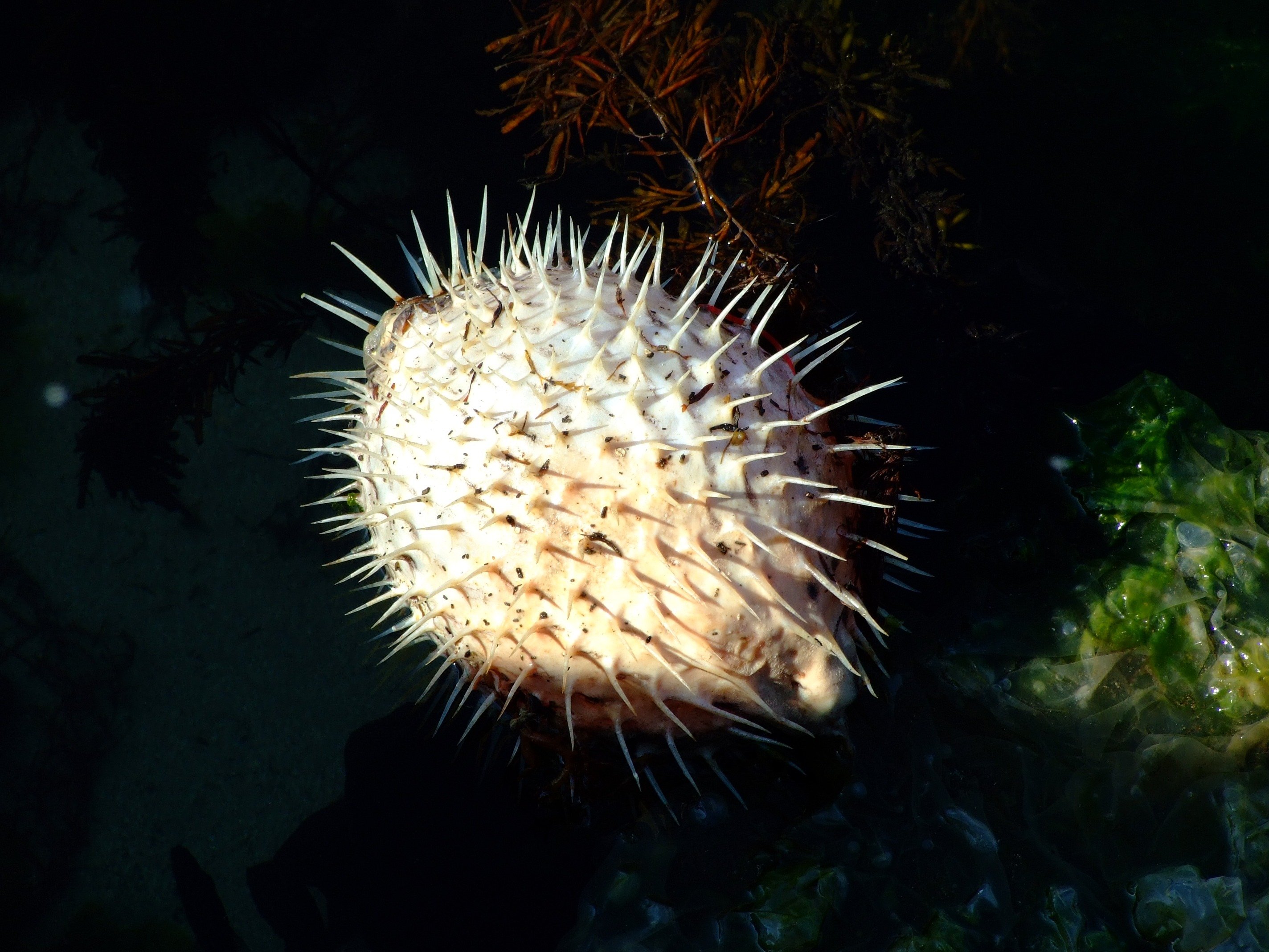 Pufferfish Poisoning