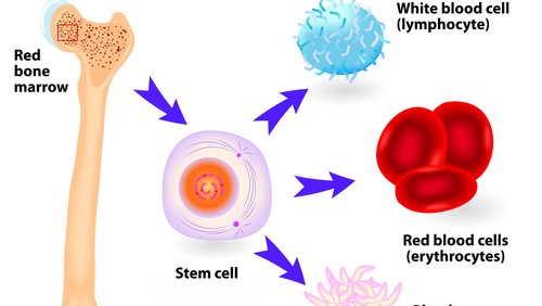 Hageman Factor Blood Test